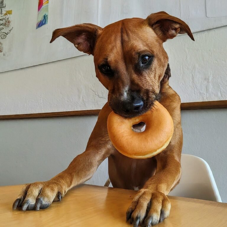 Herzschlag pro Minute beim Hund: Ein Leitfaden zur Interpretation ...
